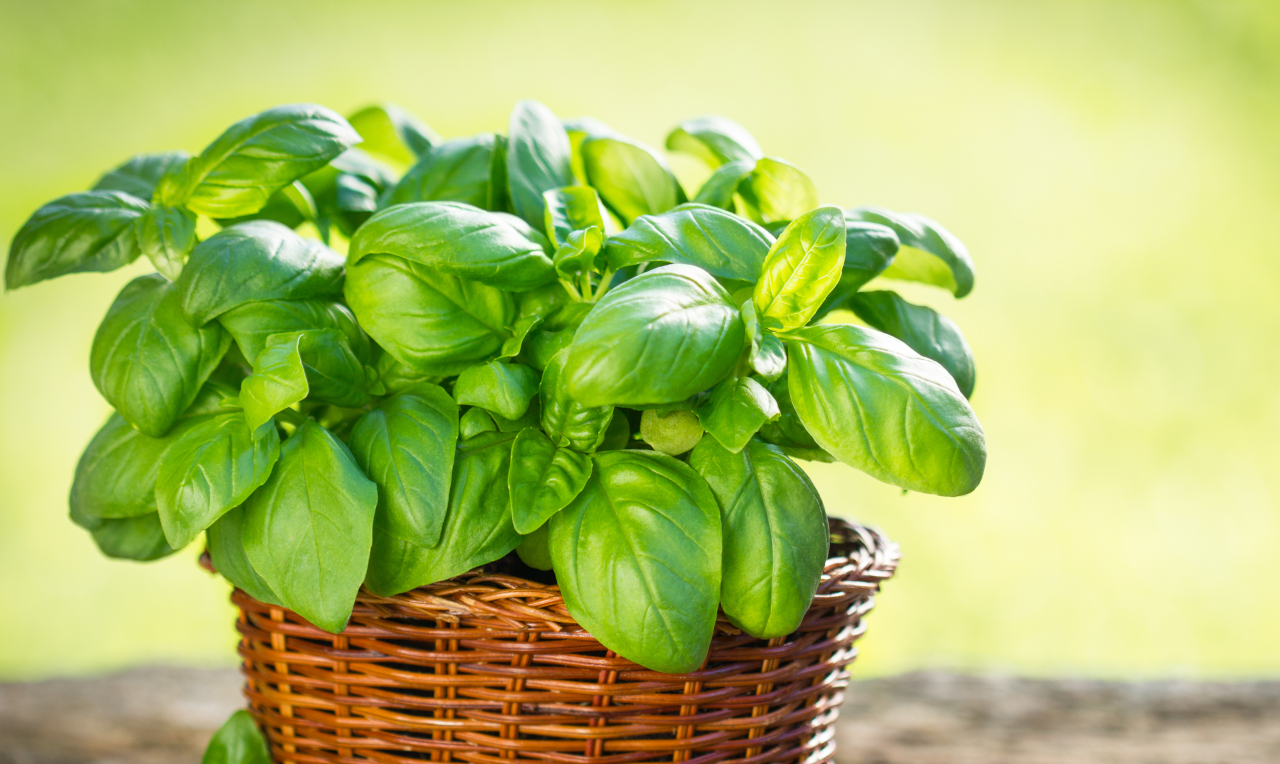 Basilico, simbolo della cucina italiana - SuperSisa